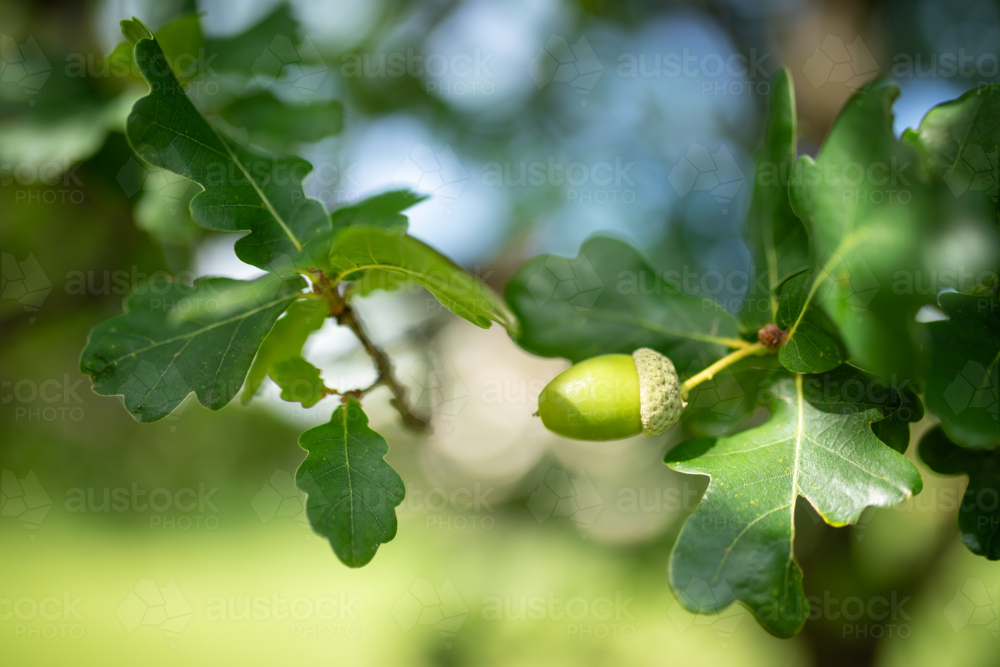 Image of Acorns growing on oak tree in cottage garden - Austockphoto