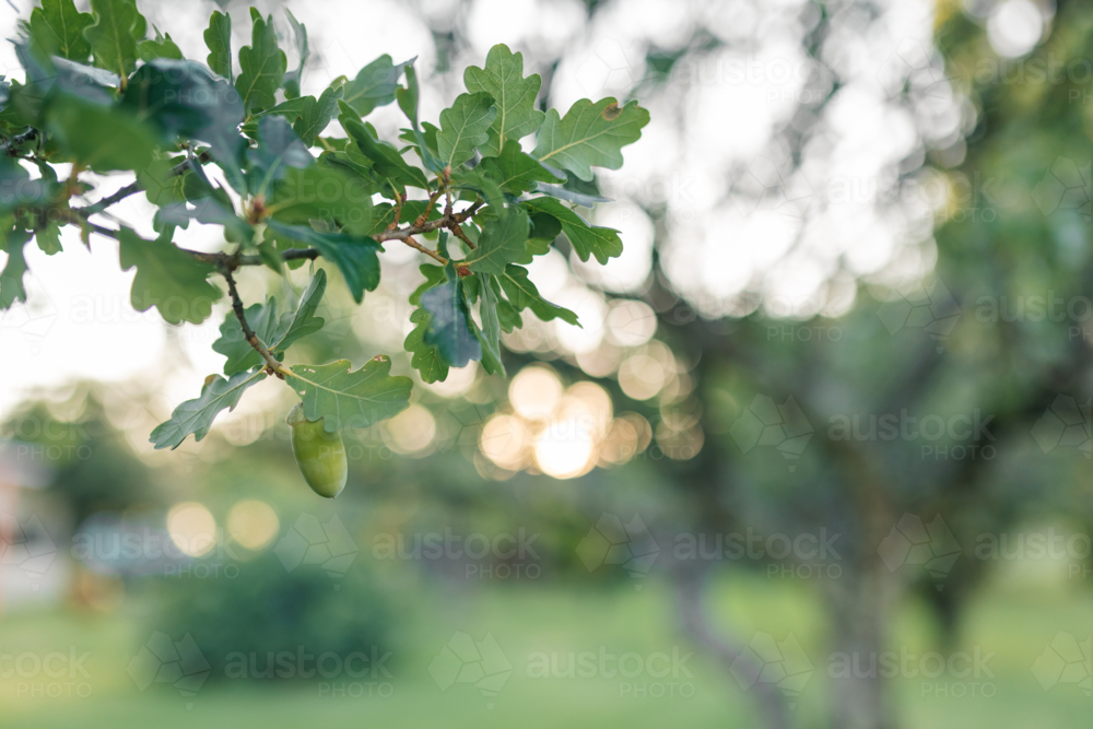 Image of Acorns growing on oak tree in country garden - Austockphoto
