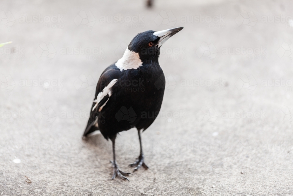 Image of Adult magpie bird on grey concrete copy space - Austockphoto