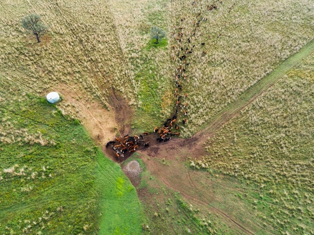 Image of Aerial drone view of cattle herd on farm coming into drink at ...