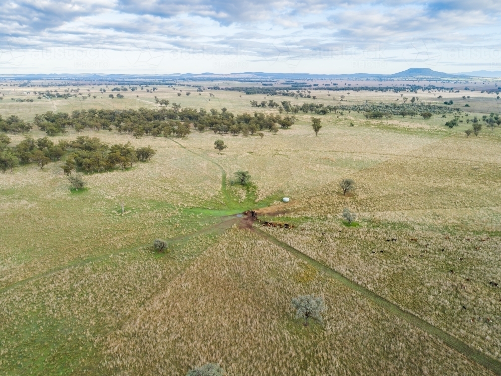 Image of Aerial drone view of cattle herd on farm coming into drink at ...