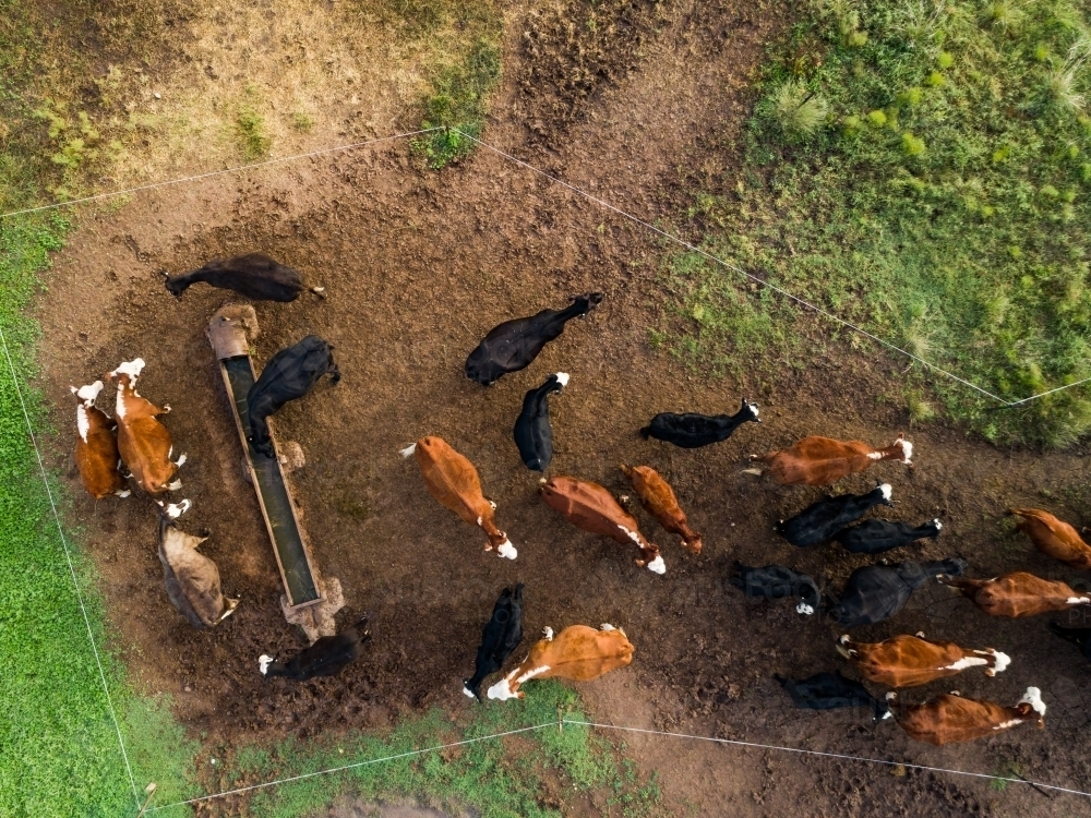 Image of Aerial drone view of cattle herd on farm coming into drink at ...