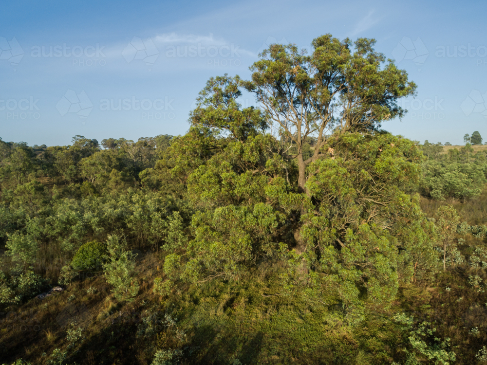 Image of Aerial image of a large gum tree in paddock in Australia from ...