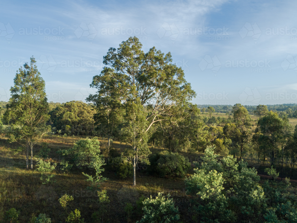 Image of Aerial image of gum trees in paddock in Australia from ...