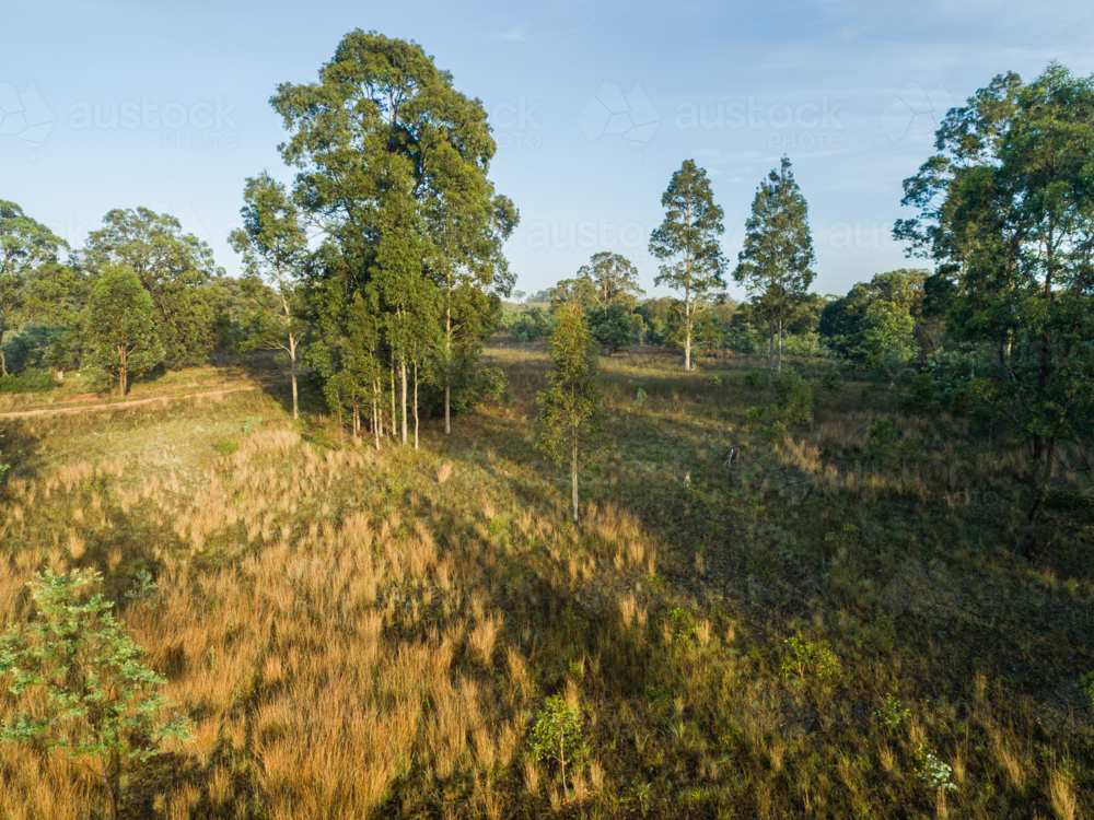 Image of Aerial landscape of paddock with group of gum trees growing ...