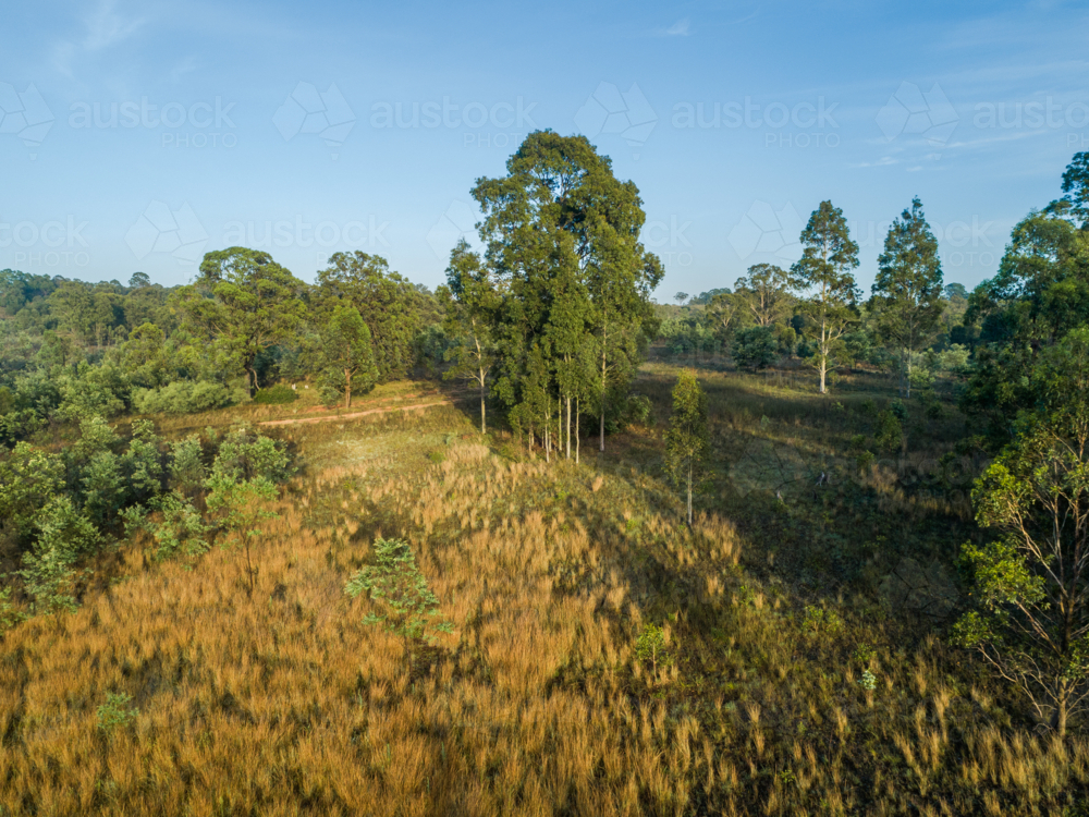 Image of Aerial landscape of paddock with group of gum trees growing ...