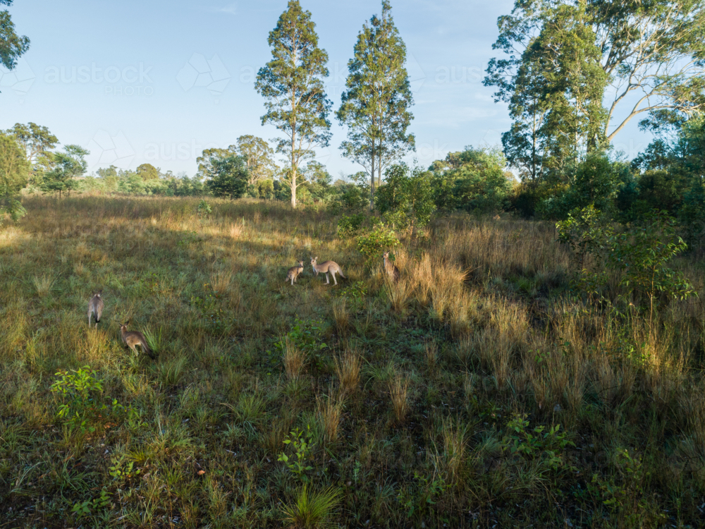 Image of Aerial landscape view of kangaroos together in rural paddock ...