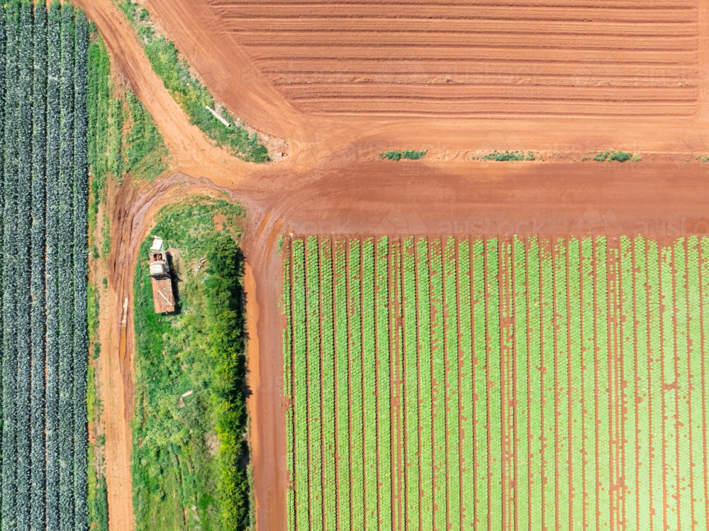 Image of Aerial overview of crops in a market garden - Austockphoto