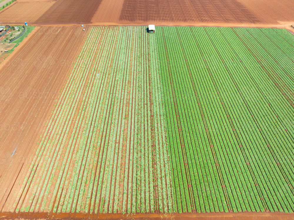 Image of Aerial overview of crops in a market garden - Austockphoto