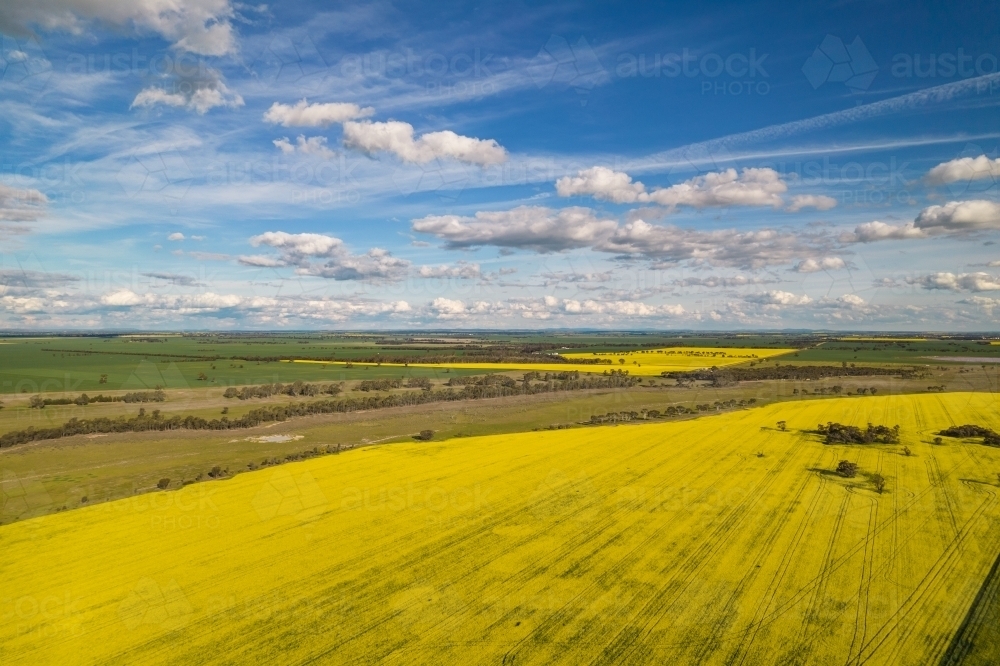 Image of aerial shot of a ripe canola paddock - Austockphoto