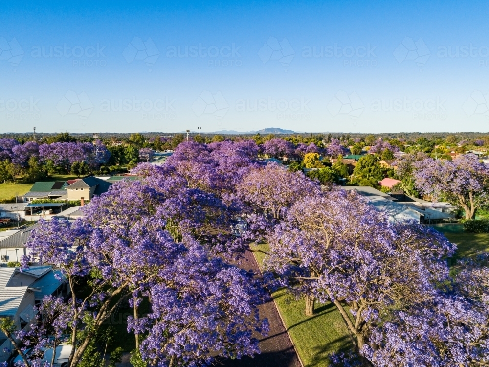 Image of Aerial view down street lined with purple flowering jacaranda ...