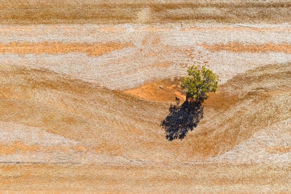 Image of Aerial view of a a single tree in a paddock with ploughed ...