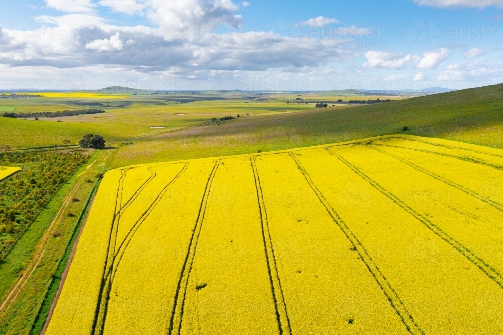 Image of Aerial view of a bright yellow crop of canola on a sloping ...