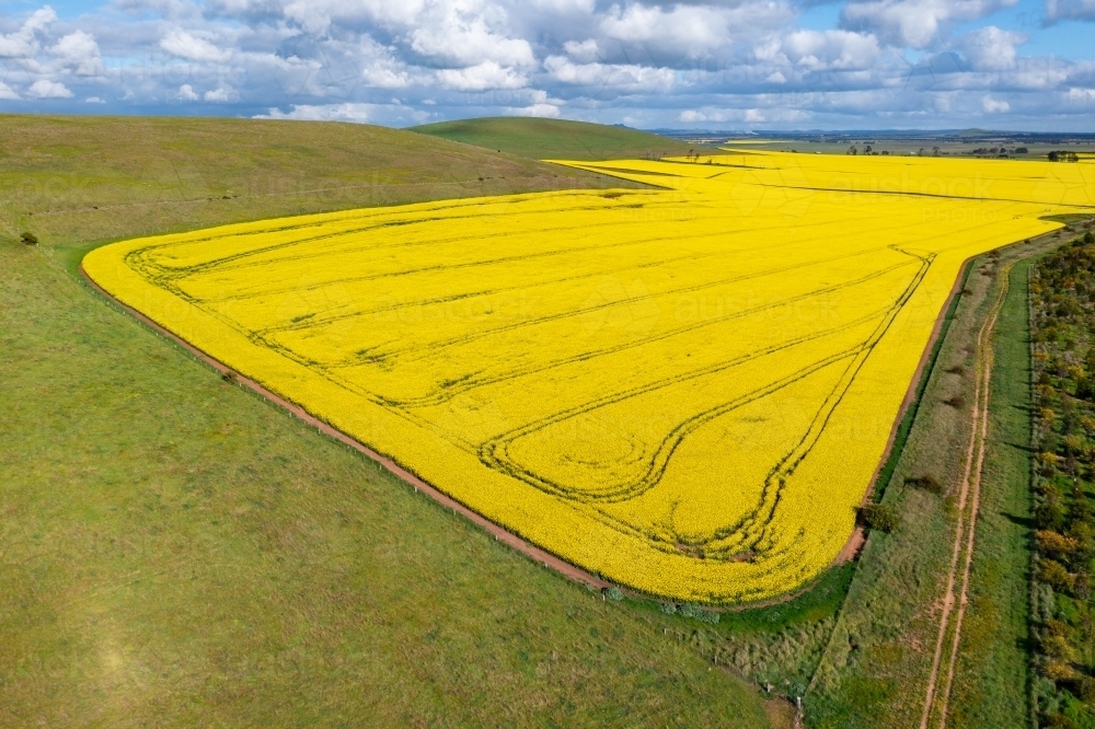 Image of Aerial view of a bright yellow crop of canola on a sloping ...