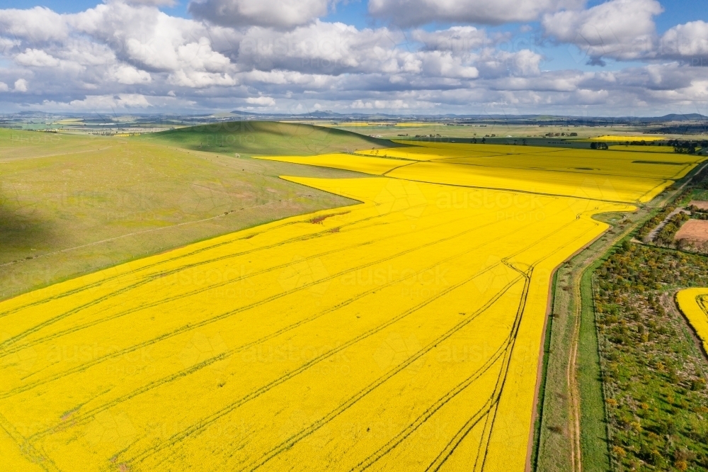 Image of Aerial view of a bright yellow crop of canola on a sloping ...