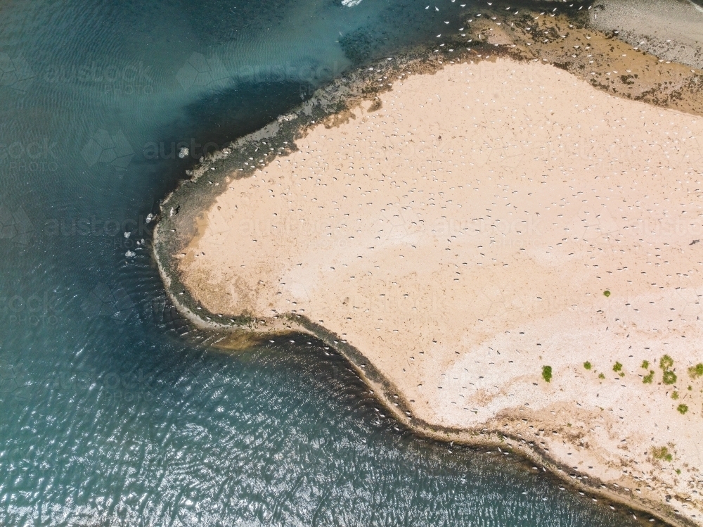Image of Aerial view of a coastal sand bar covered by a flock of ...