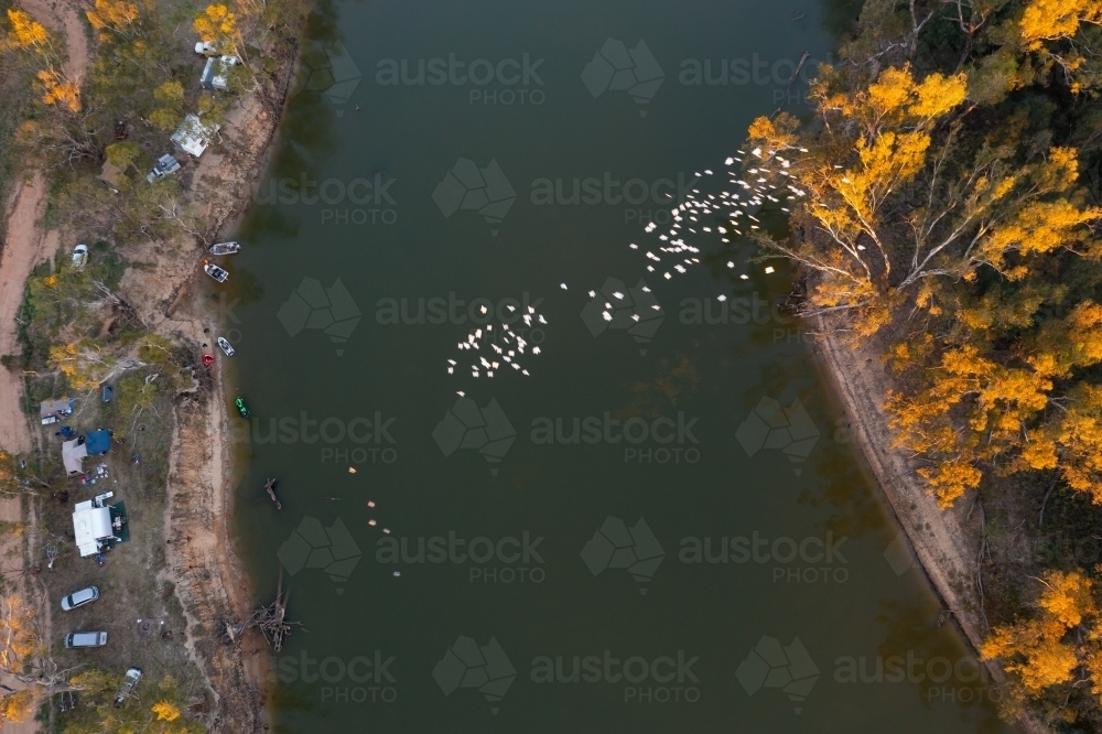 Image of Aerial view of a flock of birds flying over a river with ...