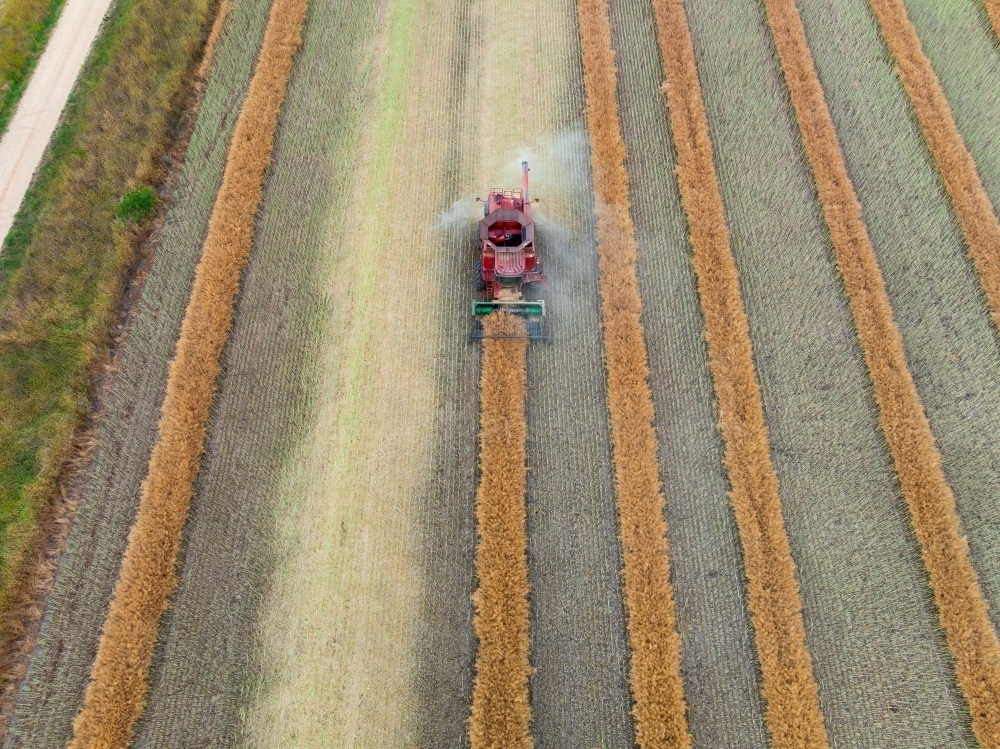 Image of Aerial view of a harvester working on rows in a canola field ...