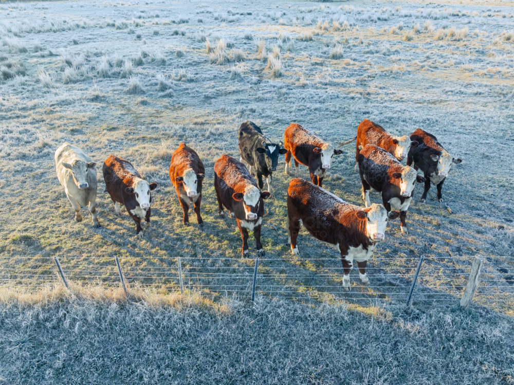 Image of Aerial view of a heard of young cows standing together in a ...