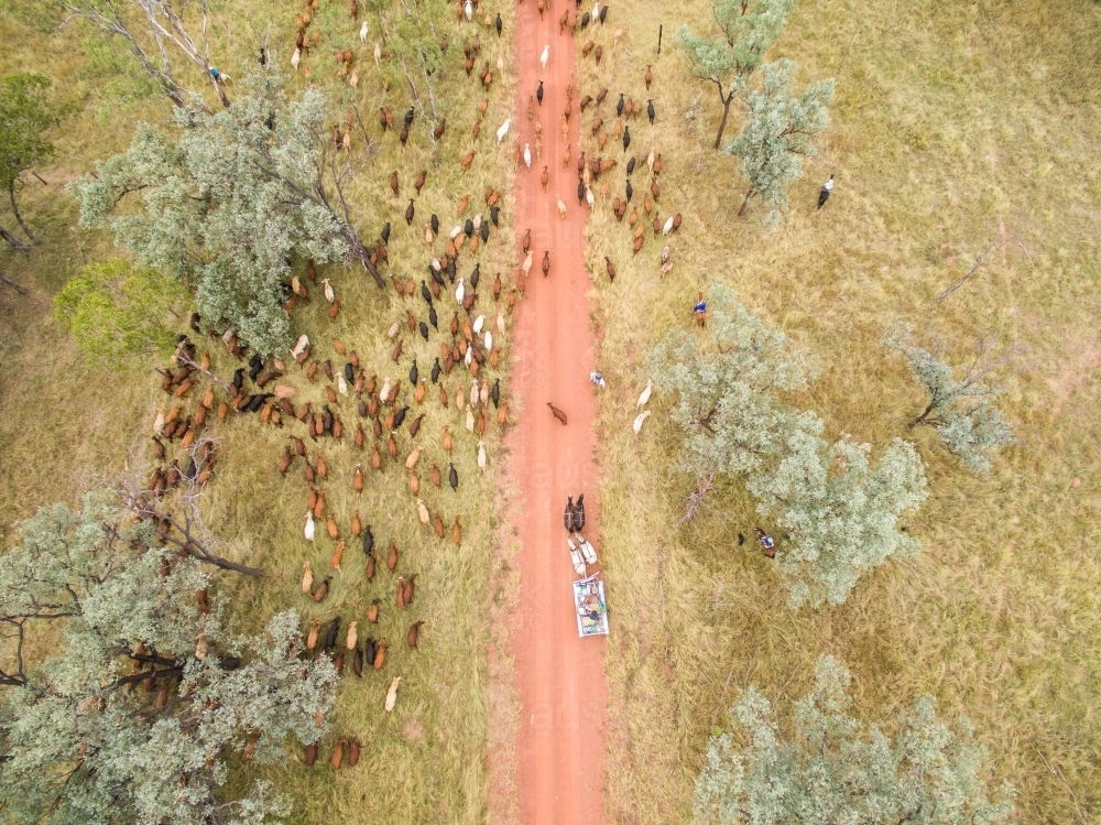 Image of Aerial view of a horse drawn dray following cattle being ...