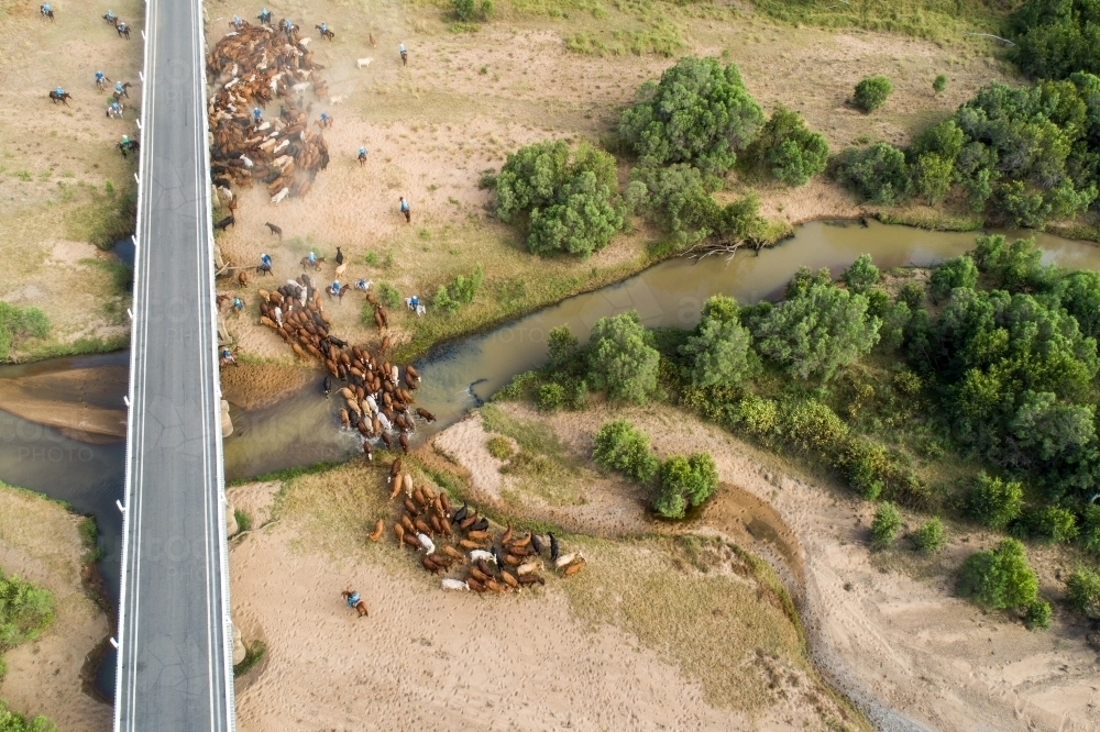 Image of Aerial view of a mob of cattle, bridge, and river at the ...