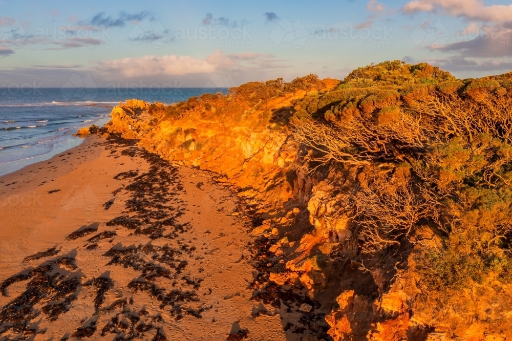 Image of Aerial view of a rocky coastal cliff top with windswept trees ...