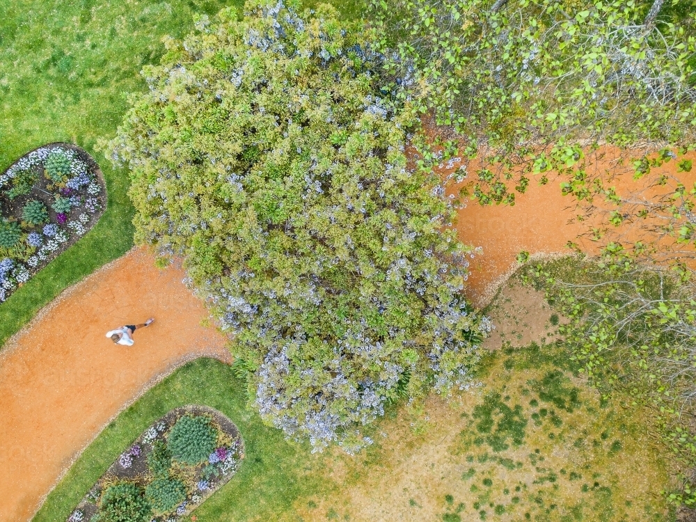 Image of Aerial view of a runner on a garden path lined with flower ...