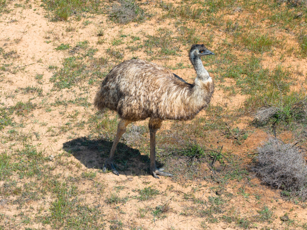Image of Aerial view of a single emu wandering through semi desert ...