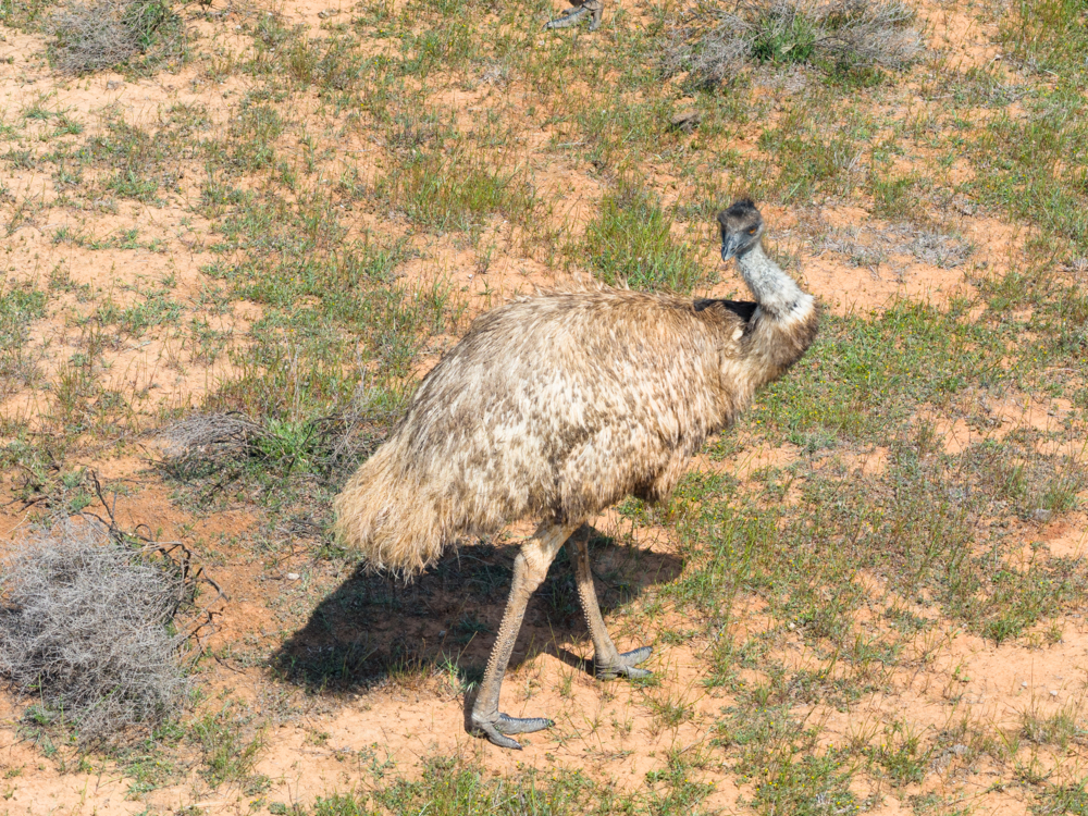 Image of Aerial view of a single emu wandering through semi desert ...