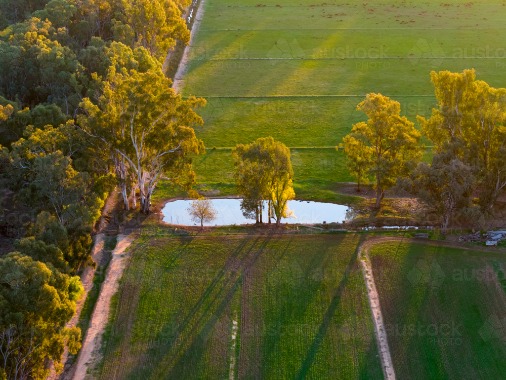 Image of Aerial view of a small farm dam along a fence lined with gum ...