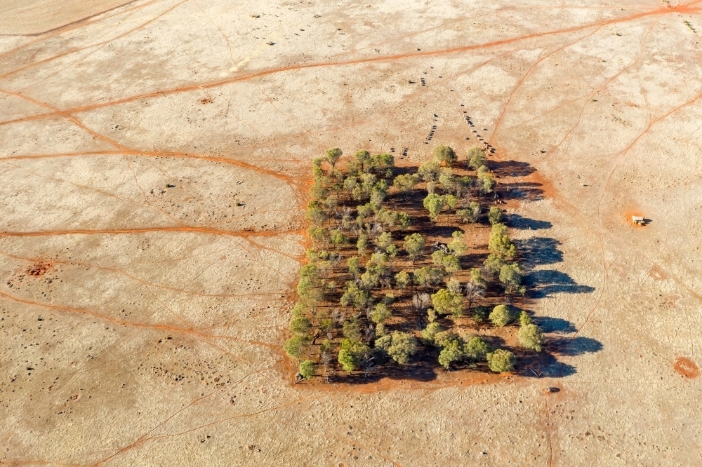 Image of Aerial view of a stand of gum trees in the middle of a barren ...