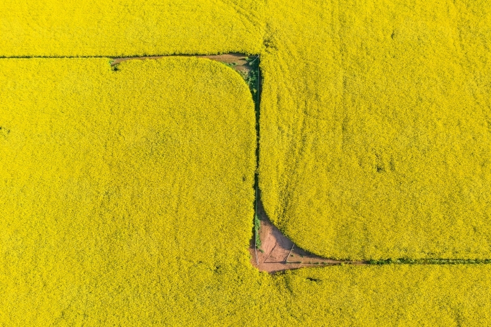 Image of Aerial view of a yellow canola crop in full bloom with fence ...