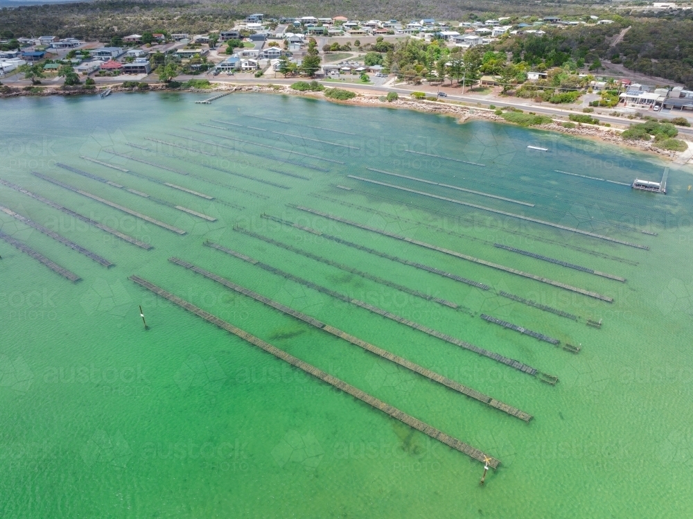 Image of Aerial view of an oyster farm in a shallow bay alongside a ...