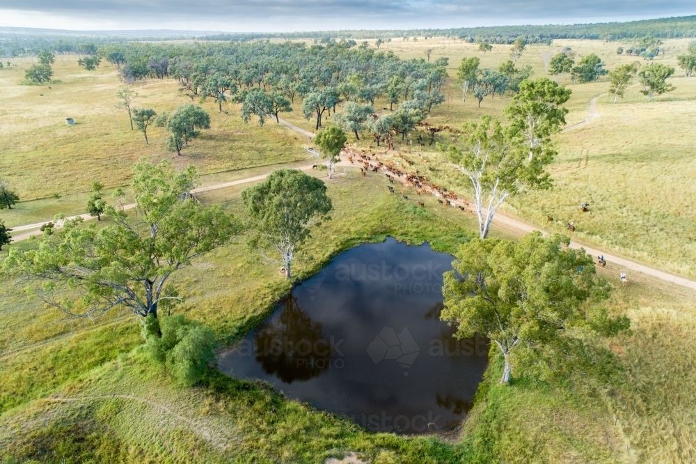 Image of Aerial view of cattle being mustered past a rural dam ...