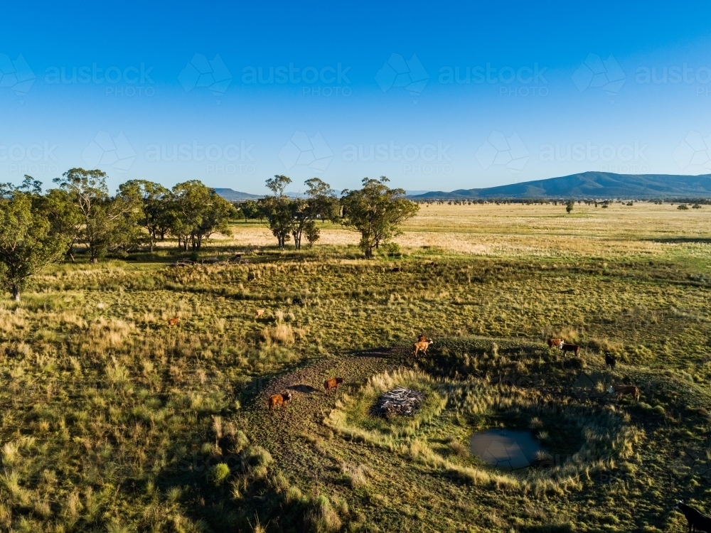 Image of Aerial view of cattle by farm dam with low water level ...