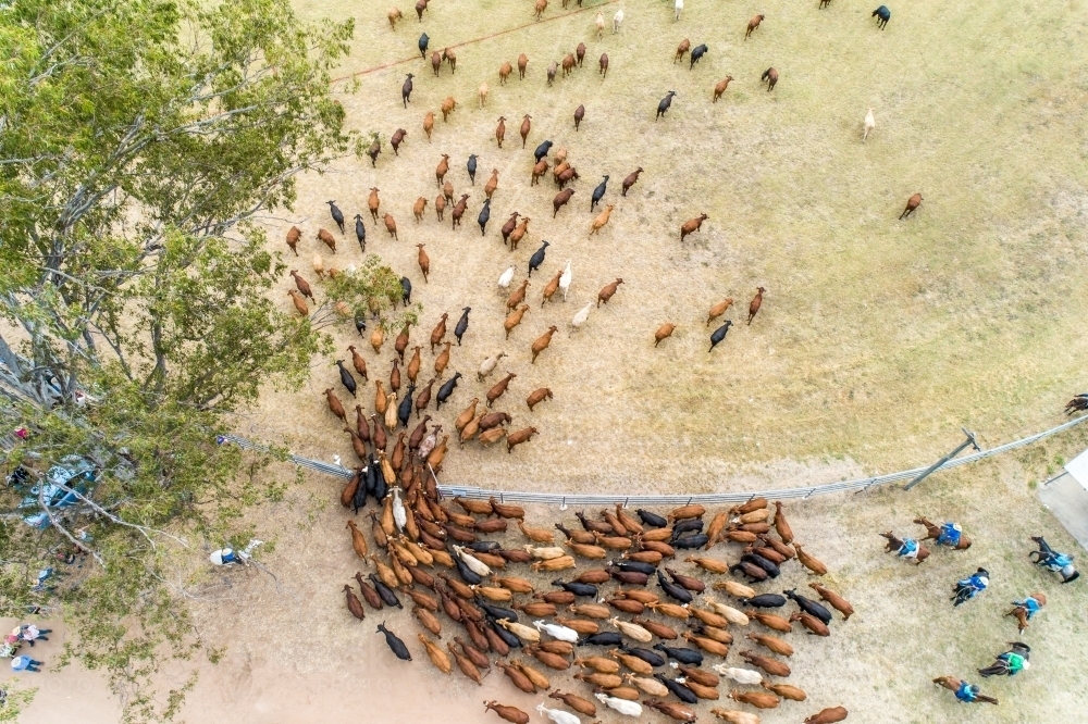 Image of Aerial view of cattle funnelling through a gate. - Austockphoto