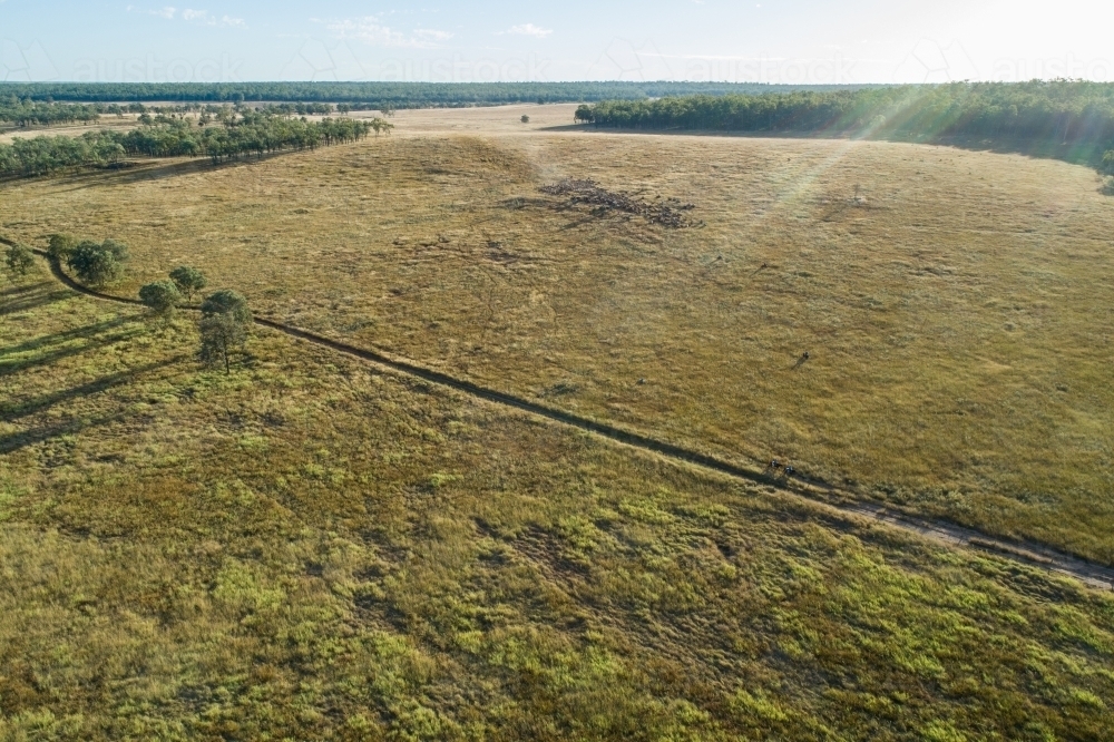 Image of Aerial view of cattle getting mustered in open pasture ...