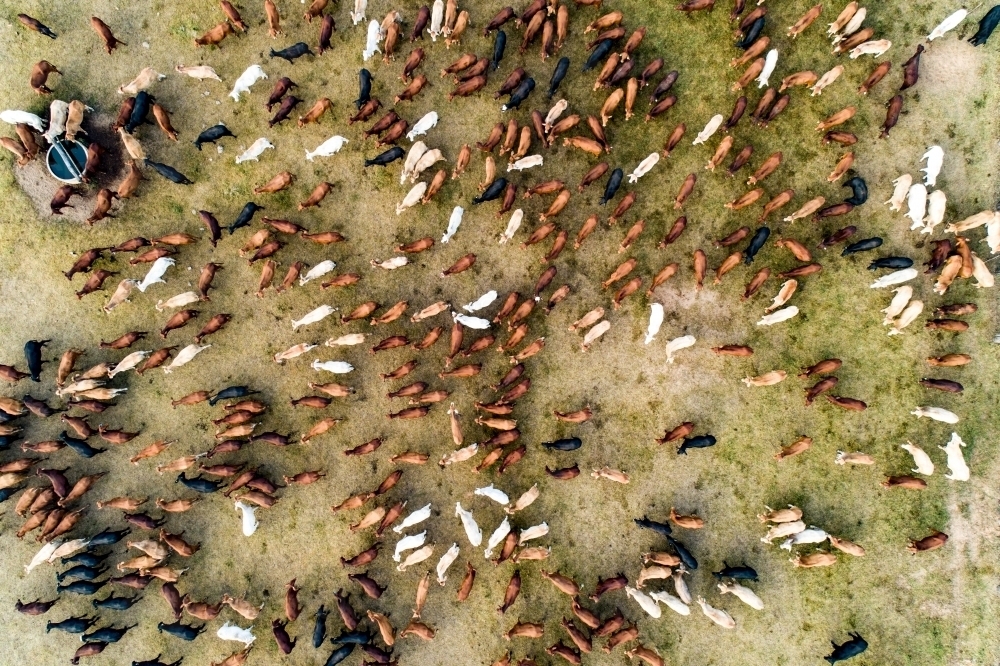 Image of Aerial view of cattle mob in cattle yards. - Austockphoto