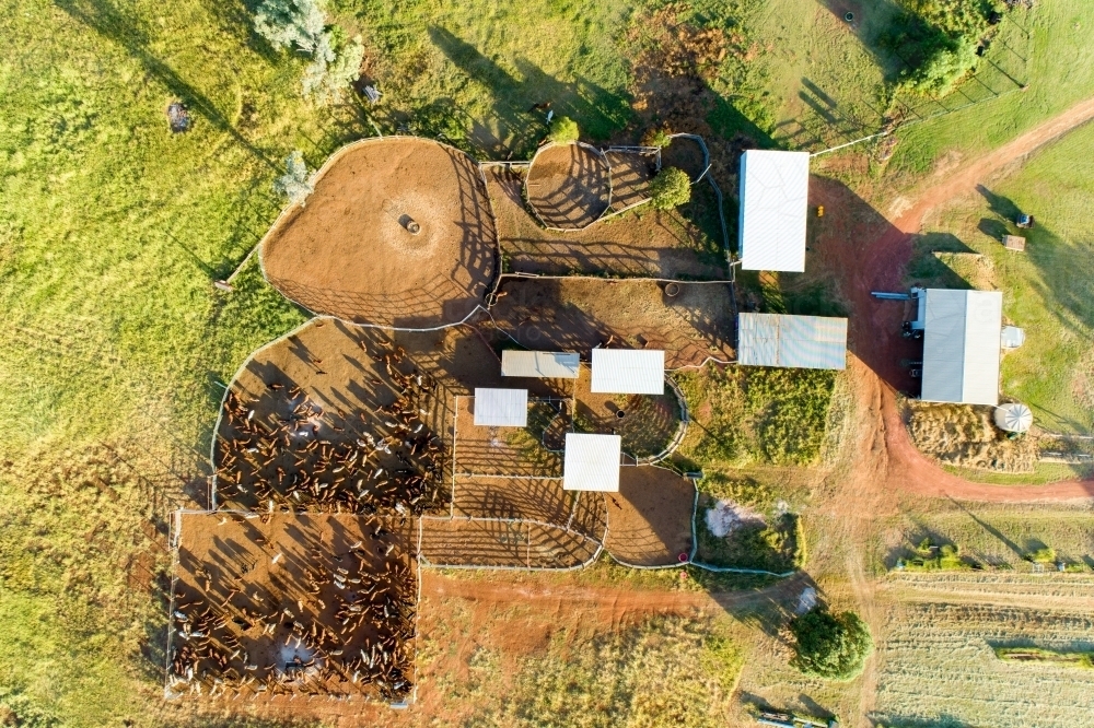 Image of Aerial view of cattle yards and sheds. - Austockphoto