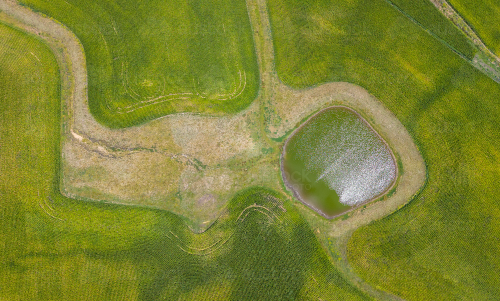 Image of Aerial view of corn farming outside Glen Innes - Austockphoto