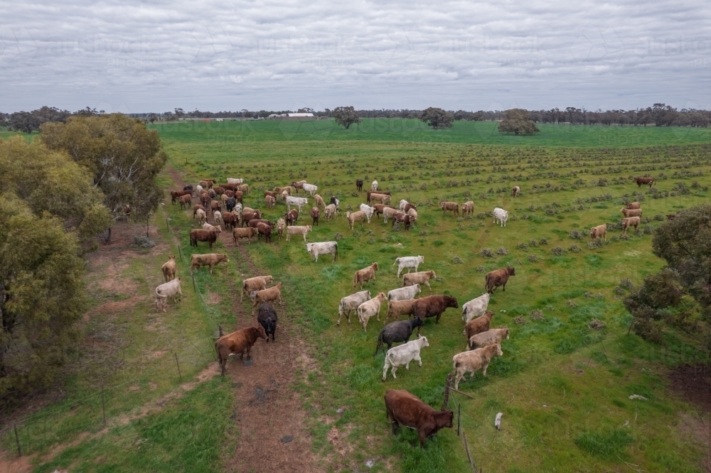 Image of Aerial view of cows on a farm. - Austockphoto