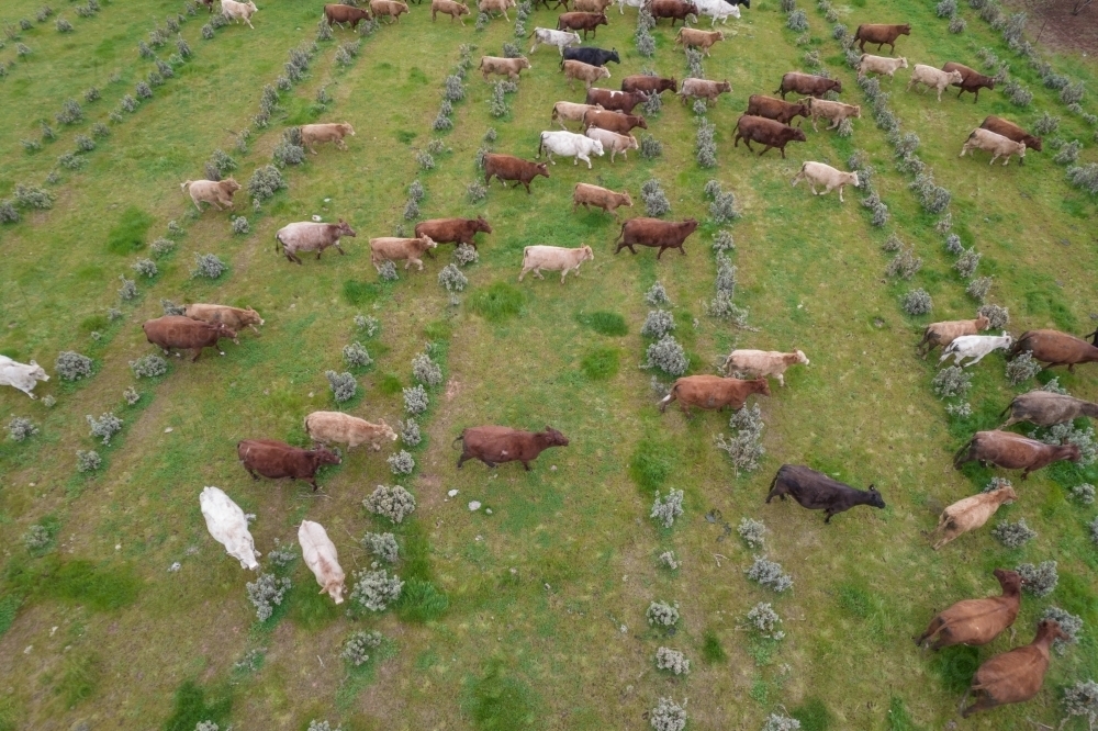 Image of Aerial view of cows on a farm. - Austockphoto