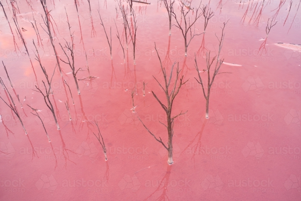 Image of Aerial view of dead trees in a pink salt lake in Western ...
