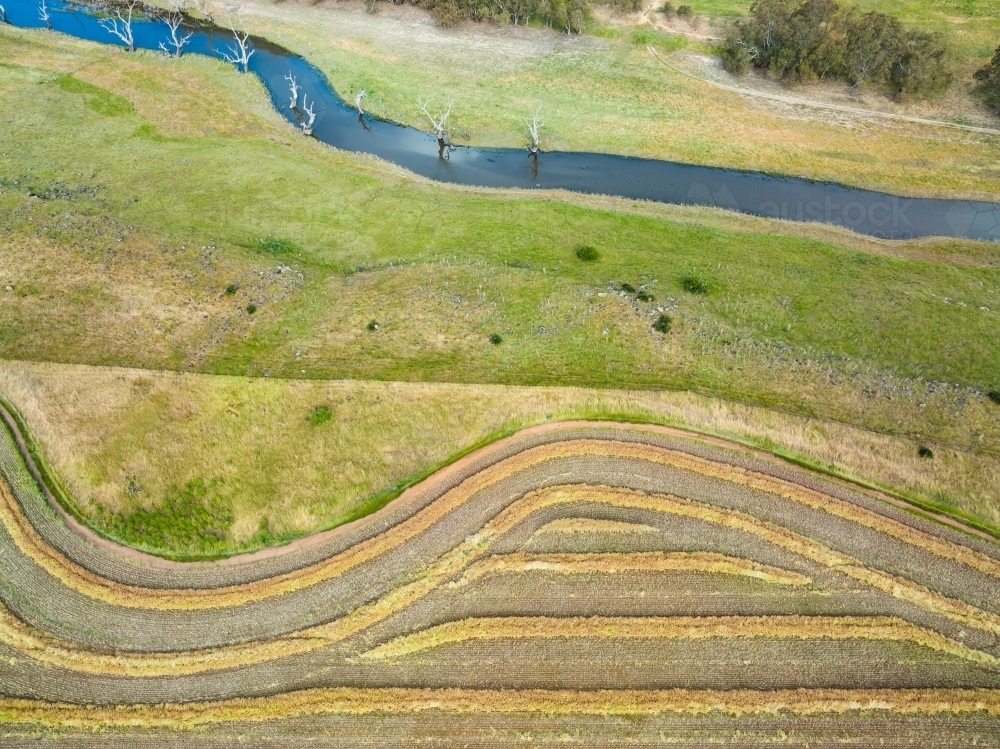 Image of Aerial view of dried canola raked into lines on rural farmland ...