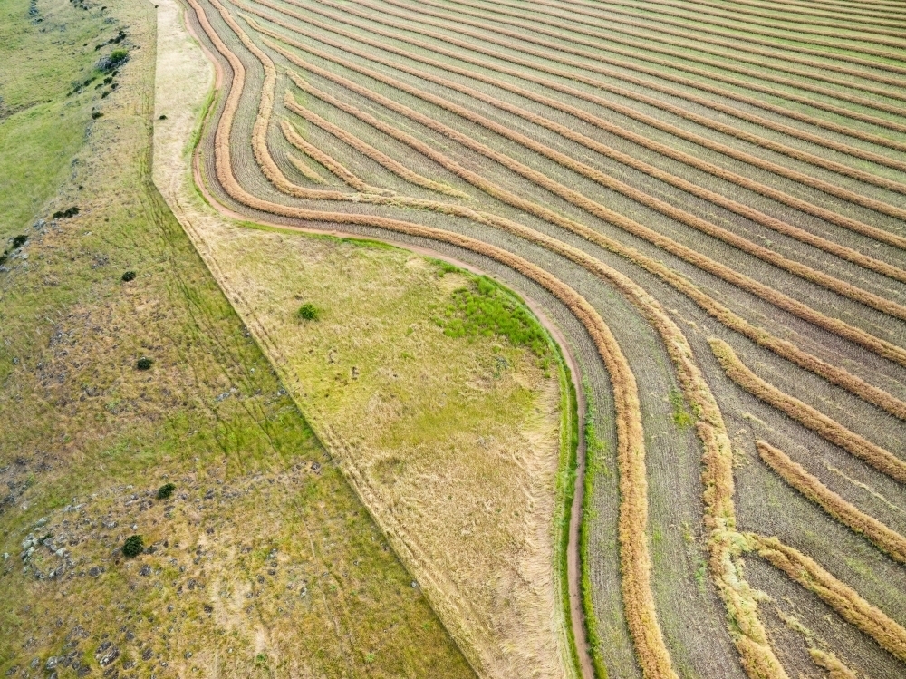 Image of Aerial view of dried canola raked into lines on rural farmland ...