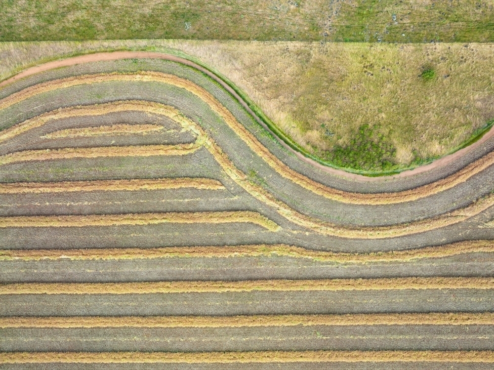 Image of Aerial view of dried canola raked into lines on rural farmland ...