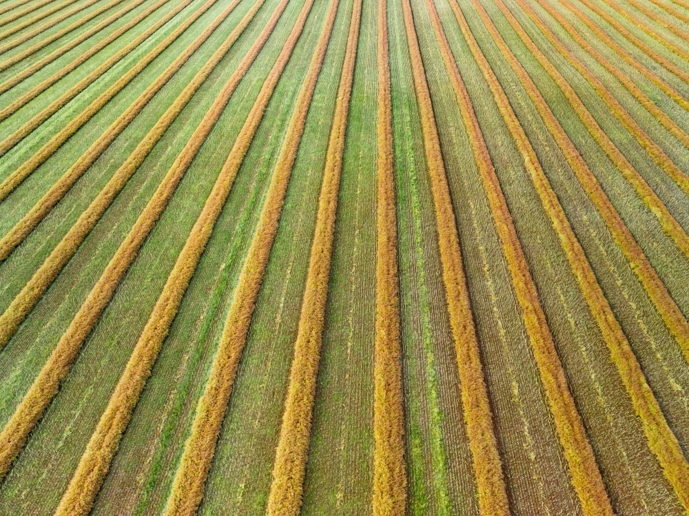 Image of Aerial view of dried canola raked into straight lines on rural ...