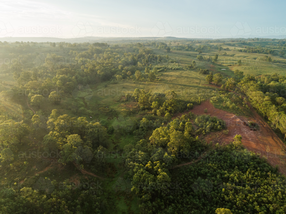 Image of Aerial view of eucalyptus trees in green Australian bushland ...