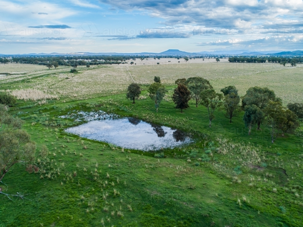 Image of Aerial view of farm dam surrounded by eucalyptus gum trees and ...