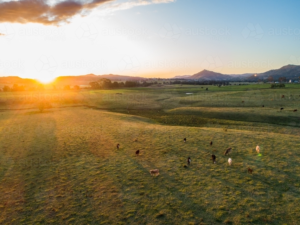 Image of Aerial view of farm landscape with peaceful cattle grazing in ...